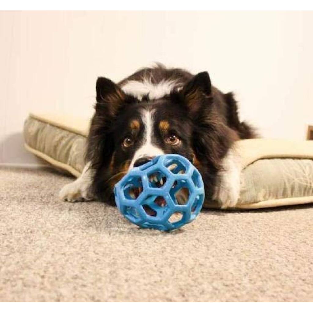 Pawsindia Wabbit Ball Fod Dogs & Puppies (Colour May Vary) - Aquanature ...